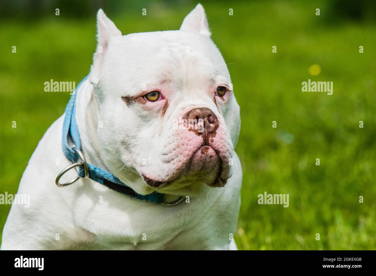 American Bully dog male closeup portrait outside Stock Photo - Alamy