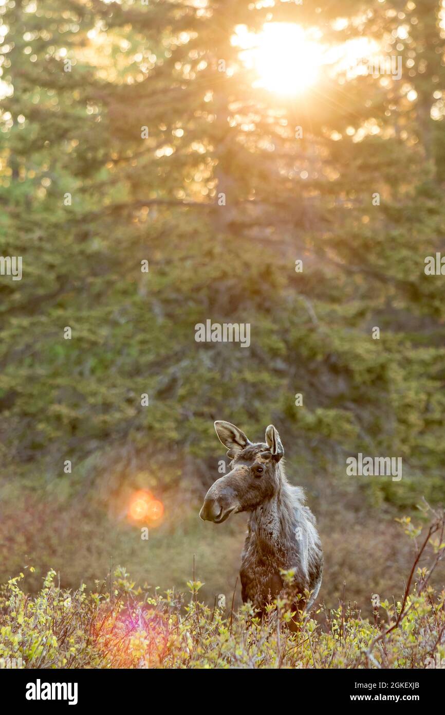 Americanus, americana, American moose, American moose (Alces alces ...