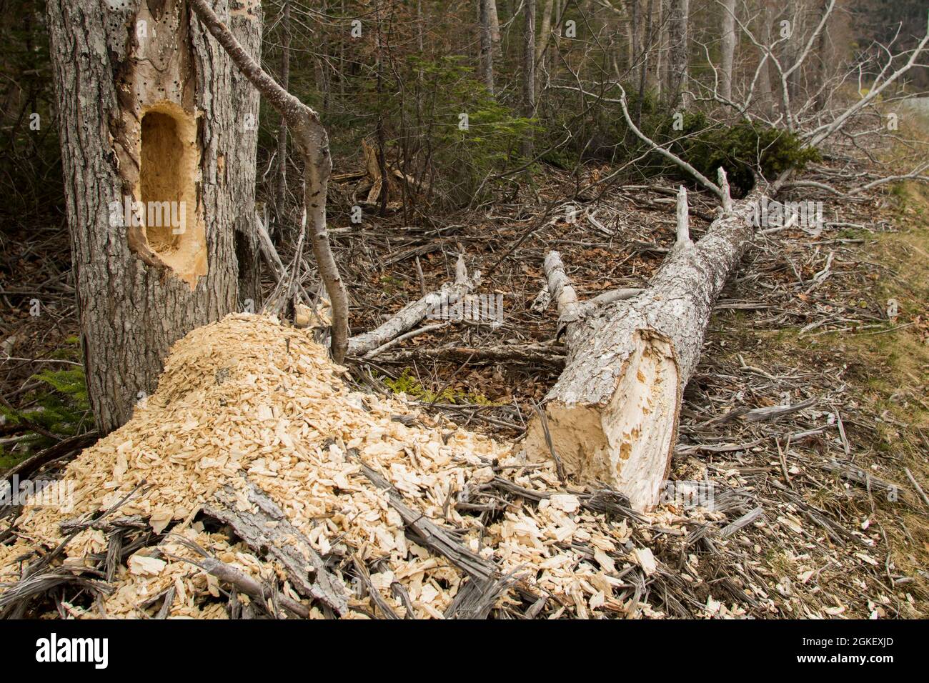 Dead tree, dead trees, dead trees, dead tree dug by pileated woodpecker ...