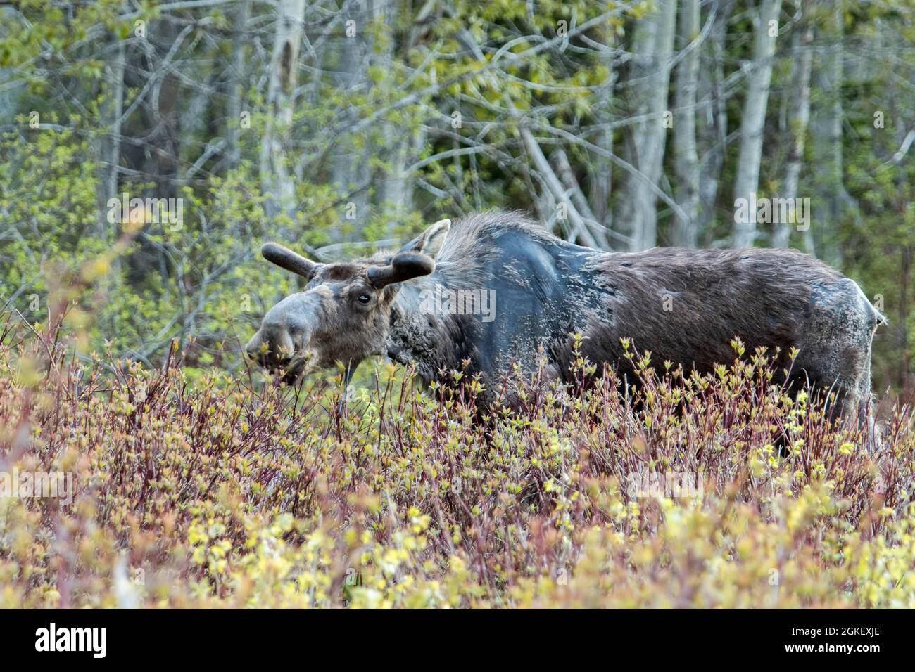 Americanus, americana, American moose, American moose (Alces alces ...