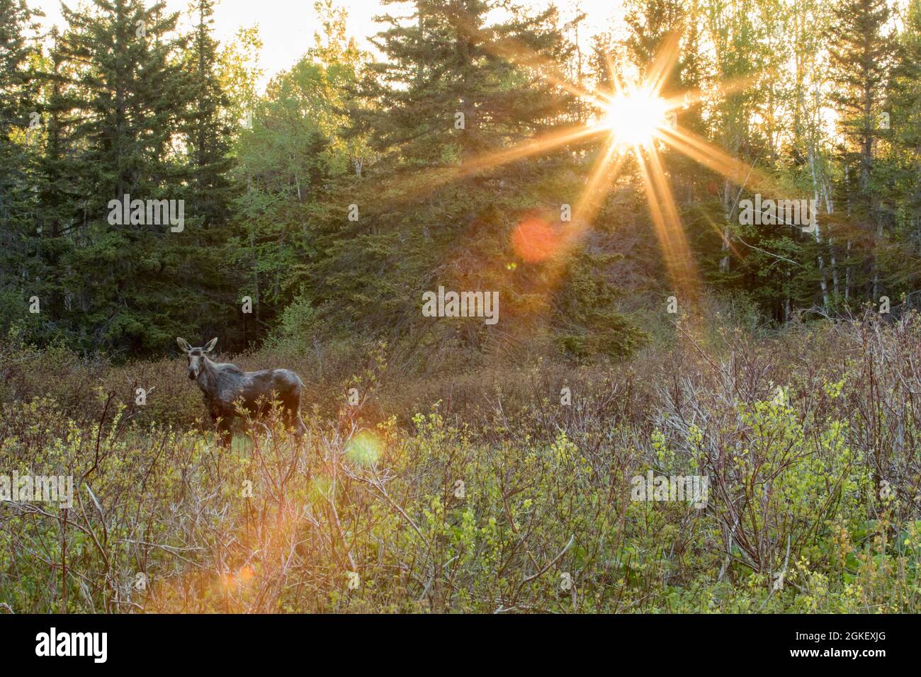 Americanus, americana, American moose, American moose (Alces alces ...