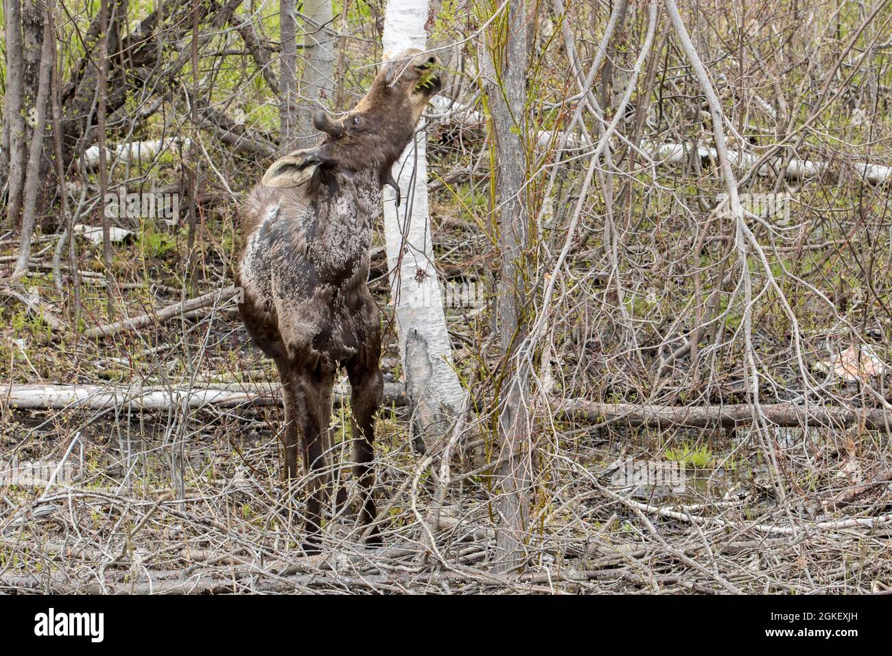 Americanus, americana, American moose, American moose (Alces alces ...