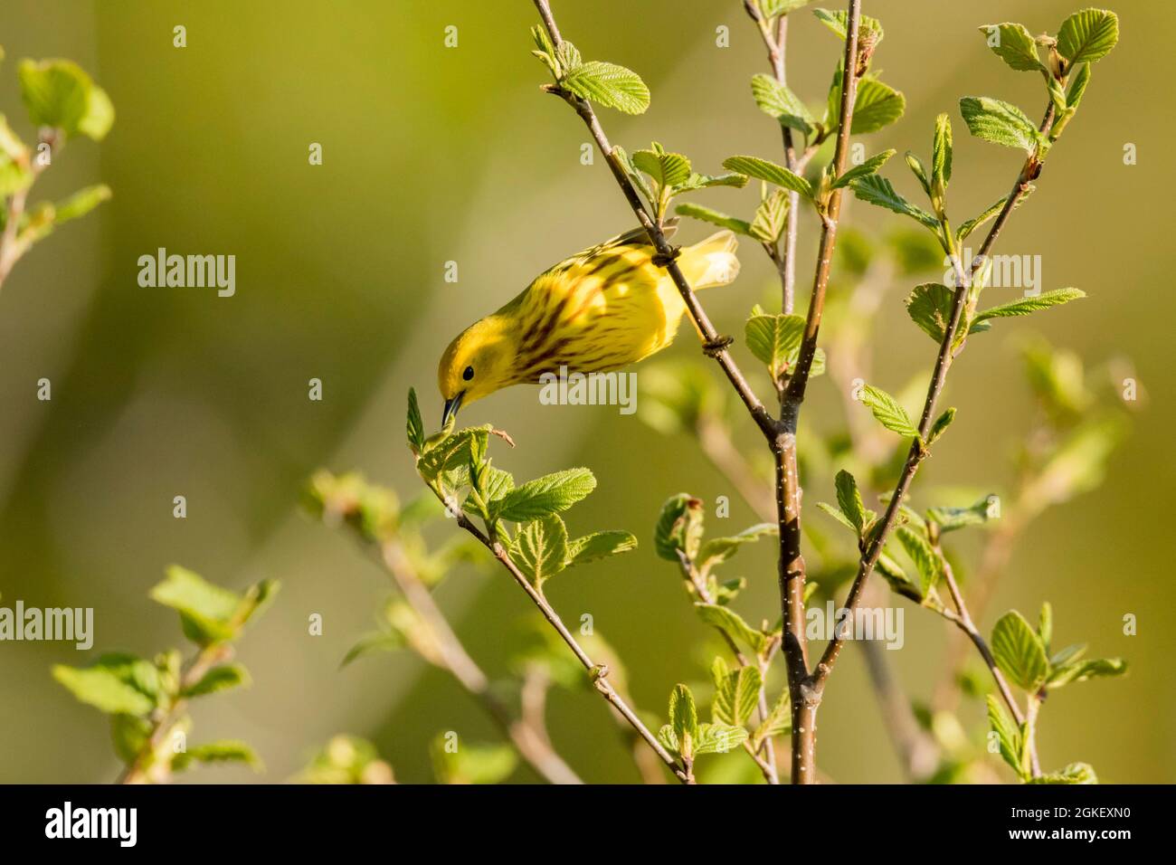 Yellow Warbler, Yellow warbler (Setophaga petechia), Songbirds, Animals ...