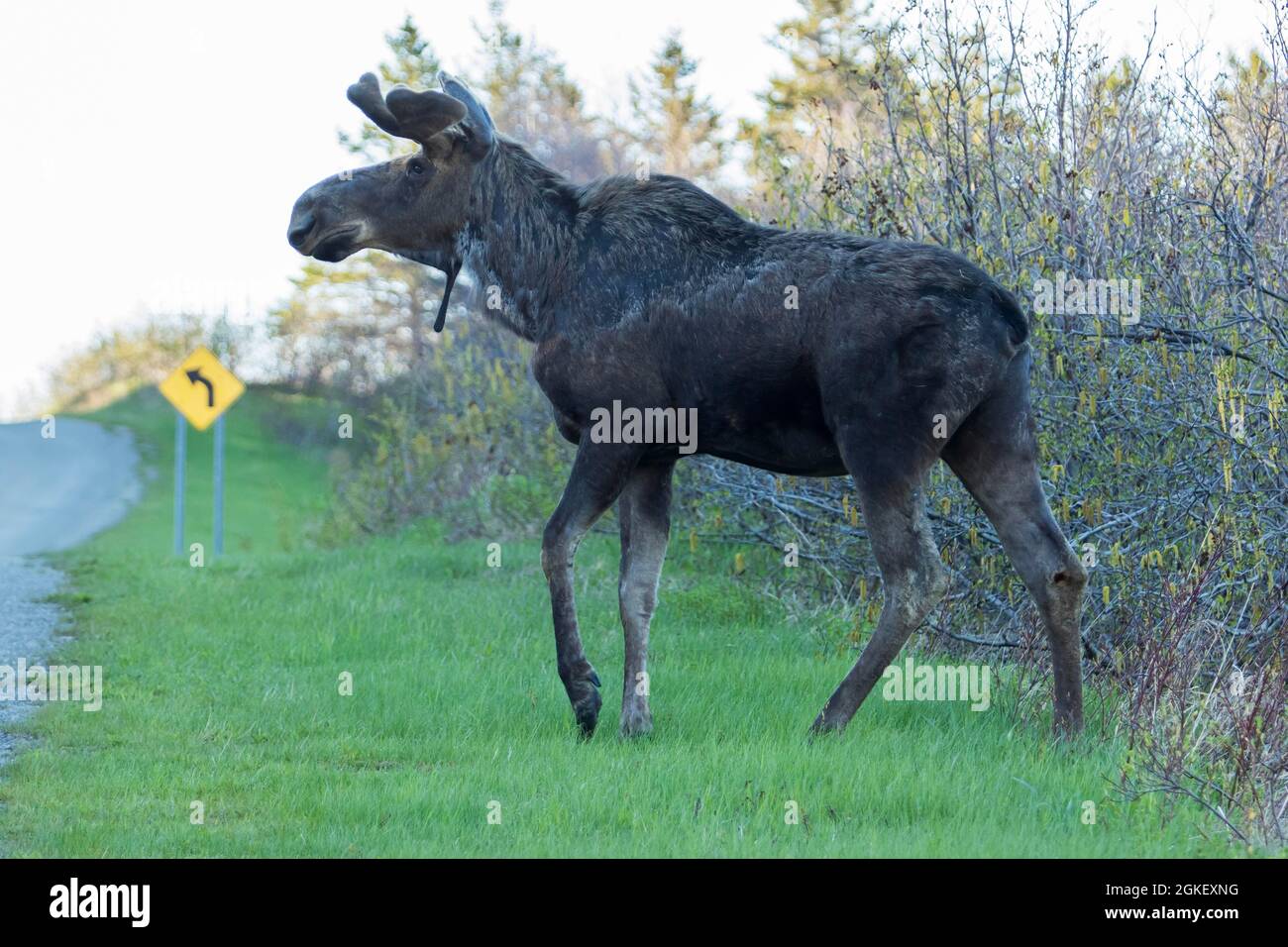 Americanus, americana, American moose, American moose (Alces alces ...