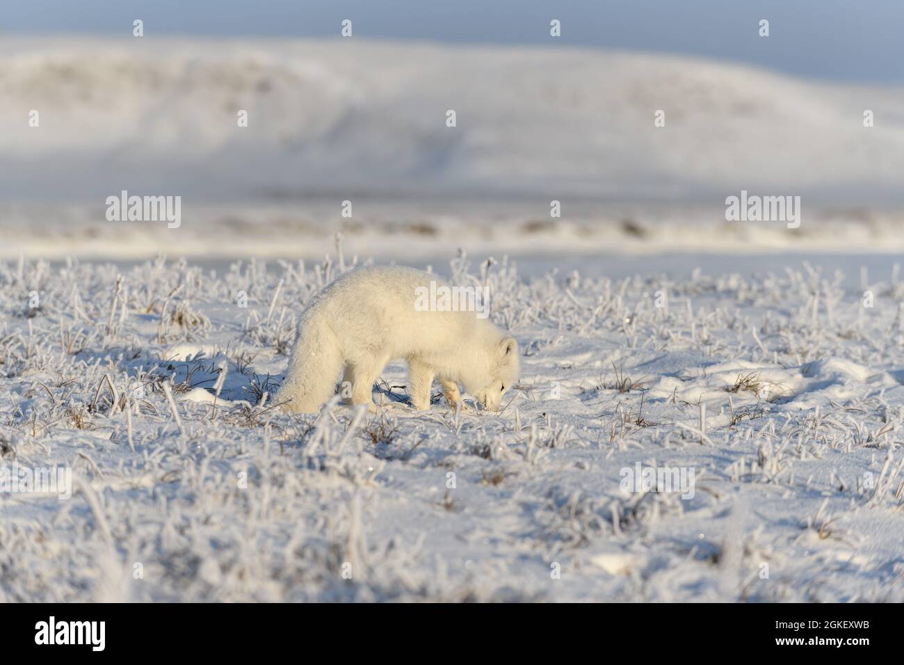 Wild arctic fox (Vulpes Lagopus) in tundra in winter time. White arctic ...