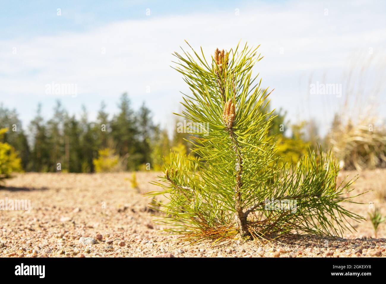 Afforestation. Young pine planted (regrowth) on plot with sandy soil ...