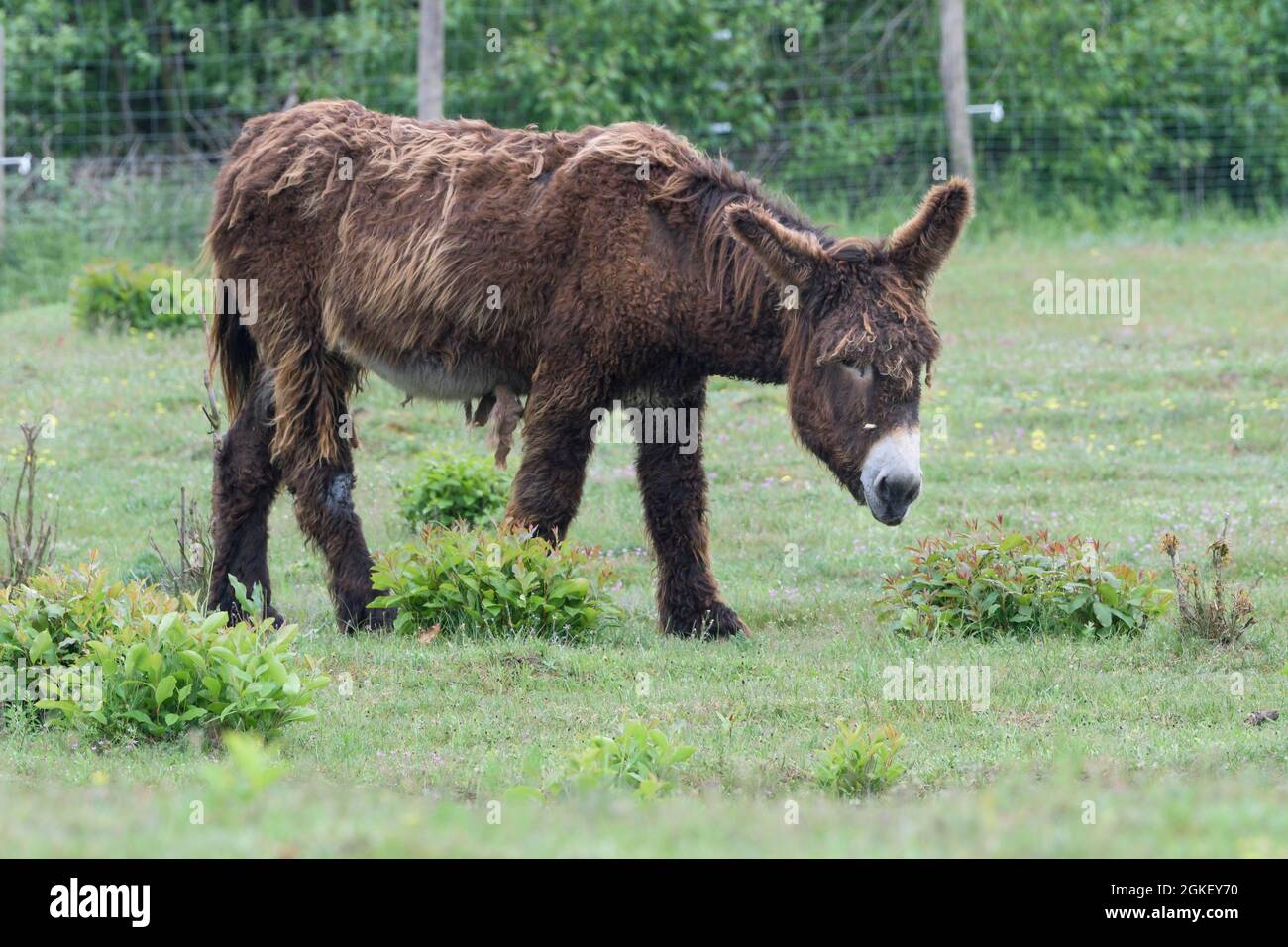 Poitou donkey hi-res stock photography and images - Alamy