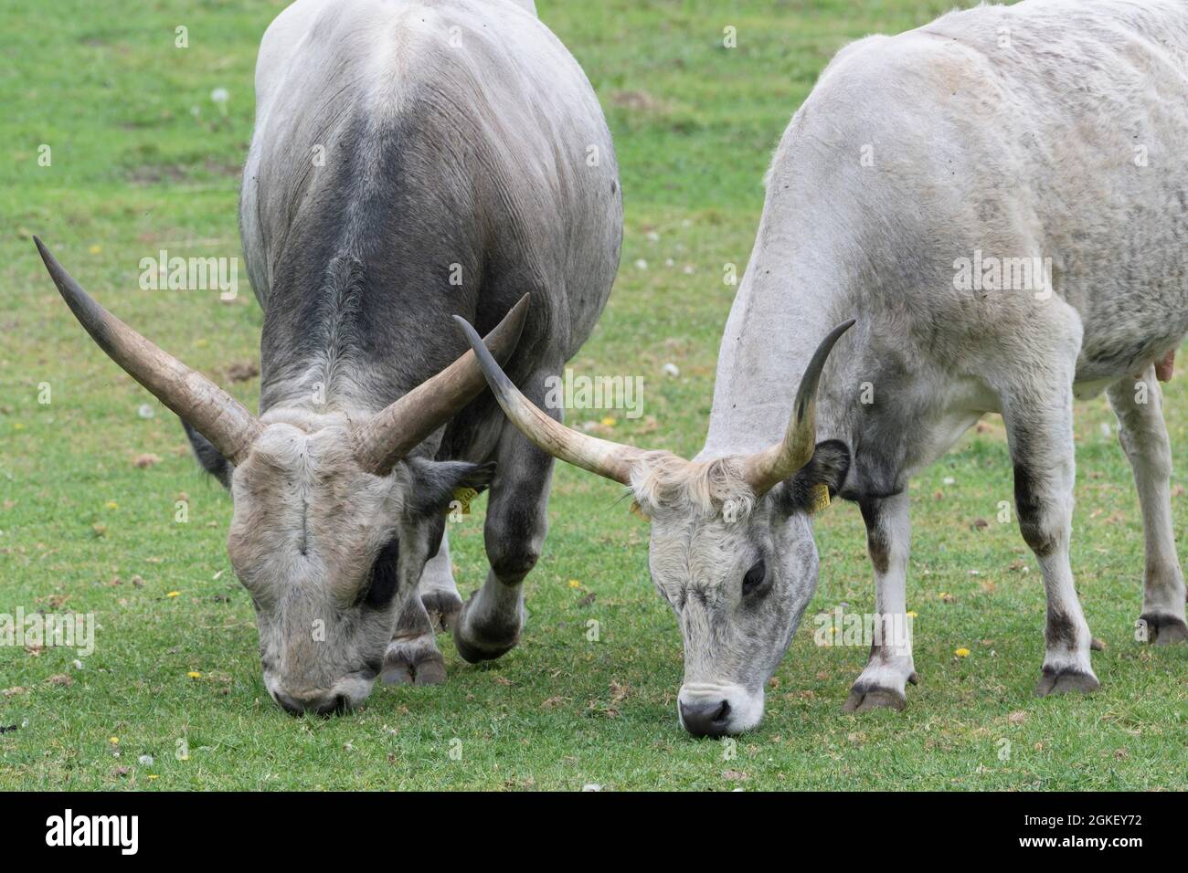 Hungarian steppe cattle, Hungarian grey cattle Stock Photo - Alamy