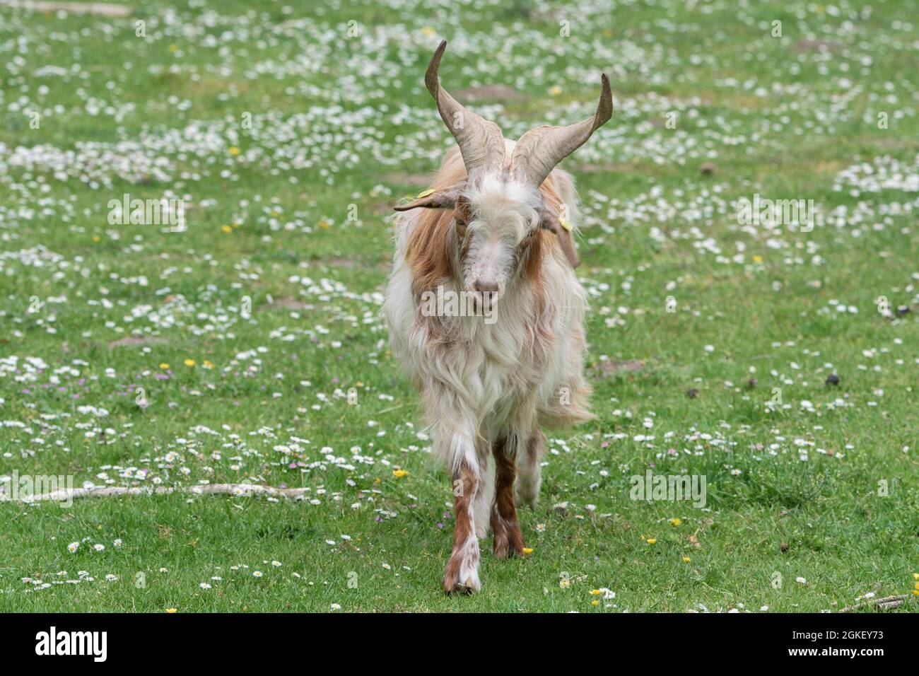 Go goat hi-res stock photography and images - Alamy