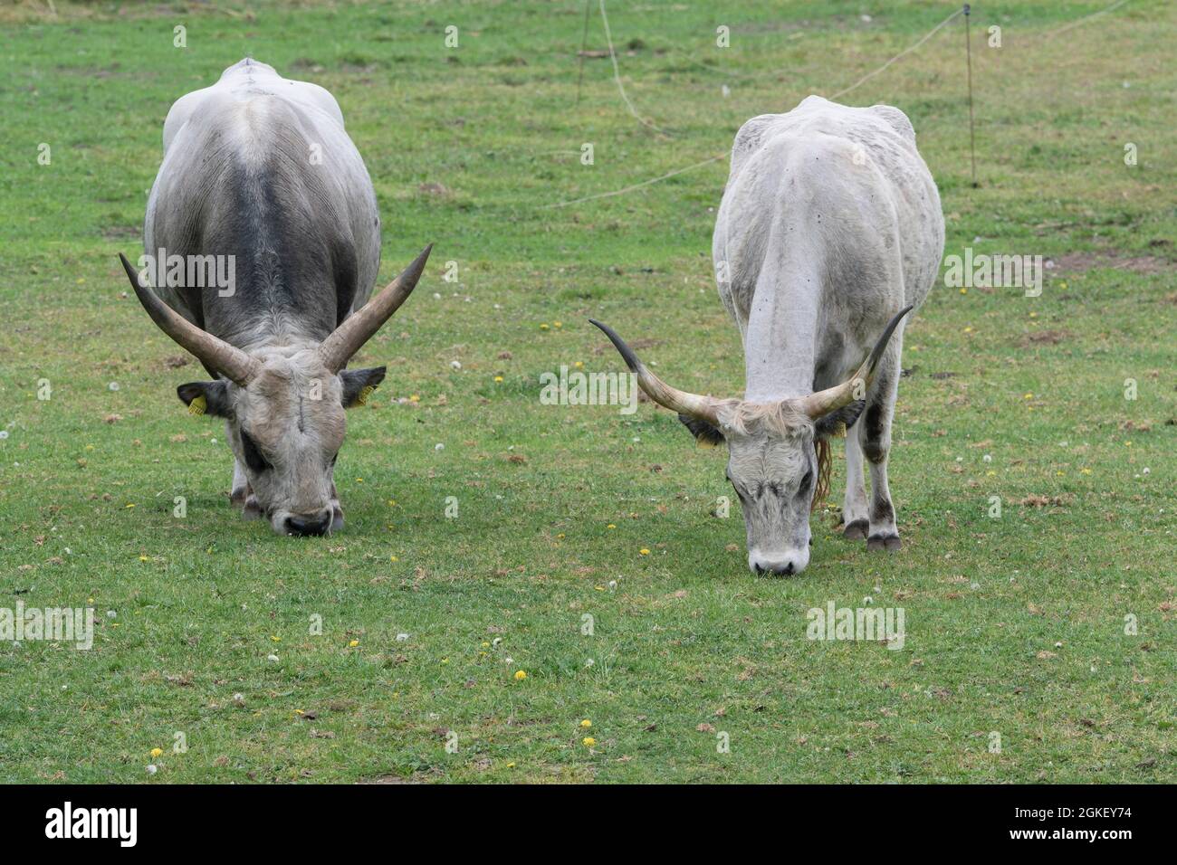 Hungarian steppe cattle, Hungarian grey cattle Stock Photo - Alamy