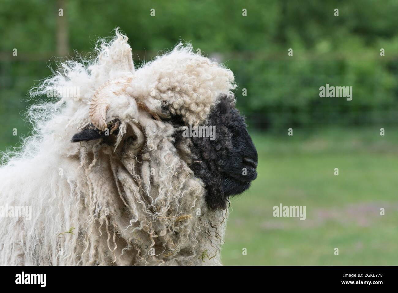 Valais blacknose sheep Stock Photo - Alamy