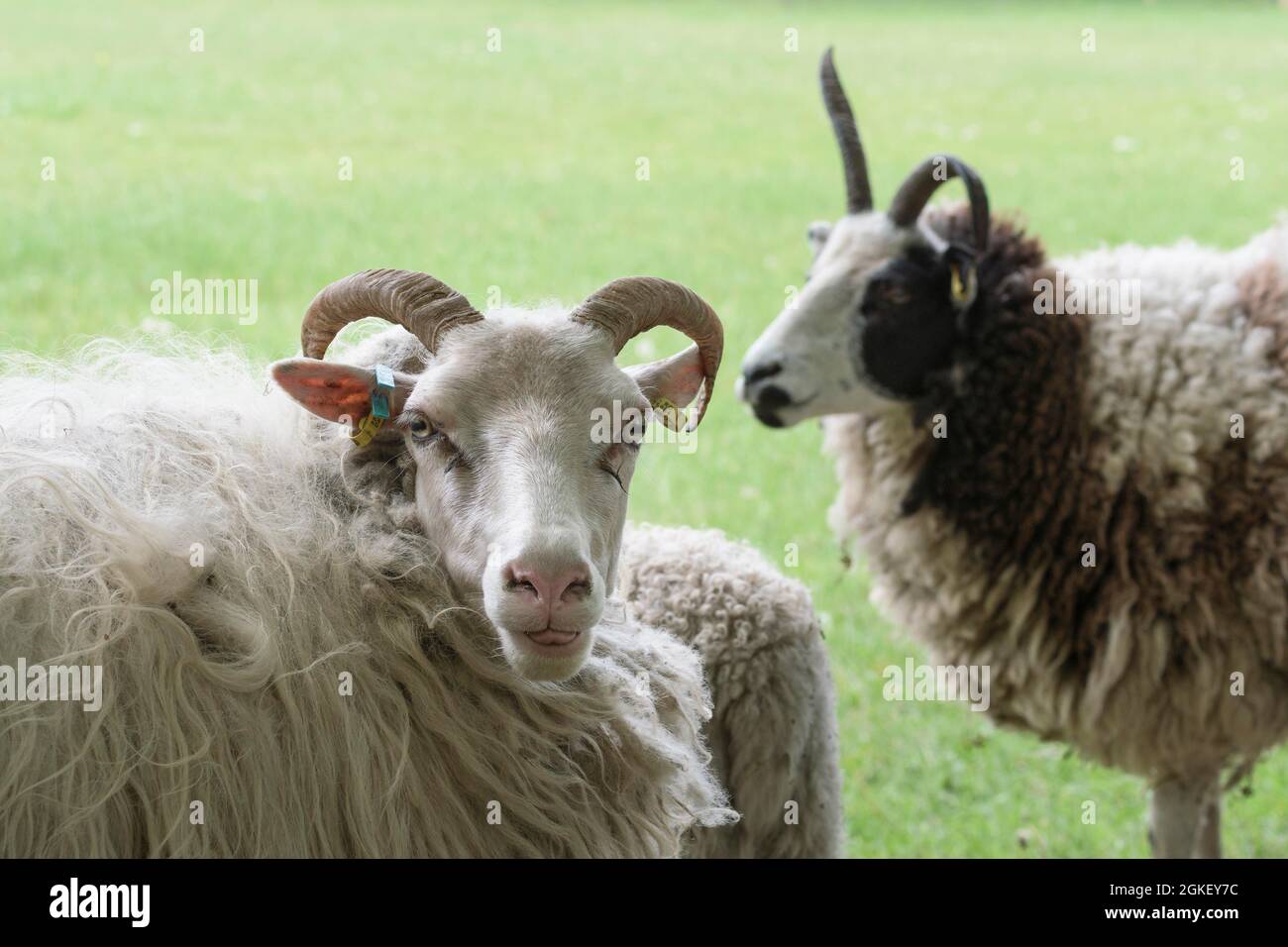 White horned heather snook, JacobDomestic sheep (Ovis gmelini aries ...