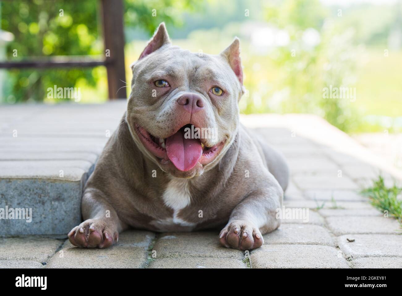 Lilac color American Bully dog guards the house outside Stock Photo - Alamy