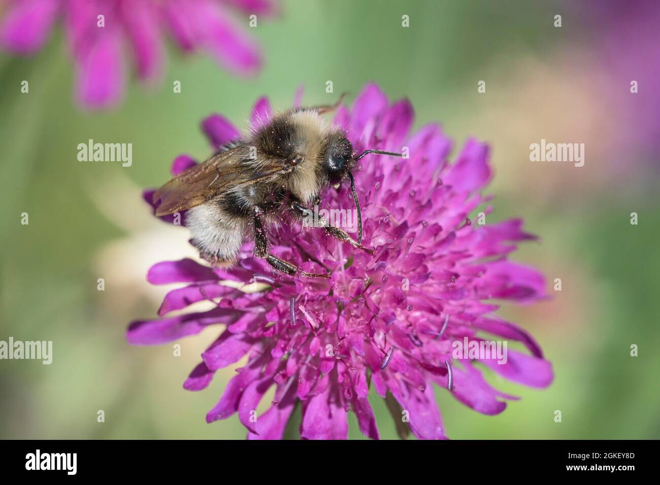 Anthophora hi-res stock photography and images - Alamy