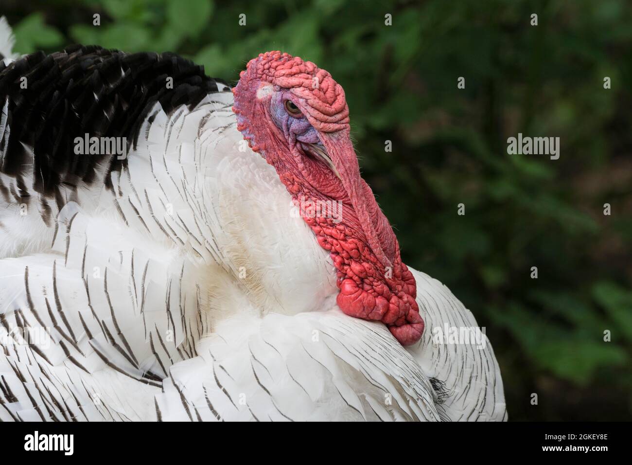 Royal palm, turkey Stock Photo - Alamy