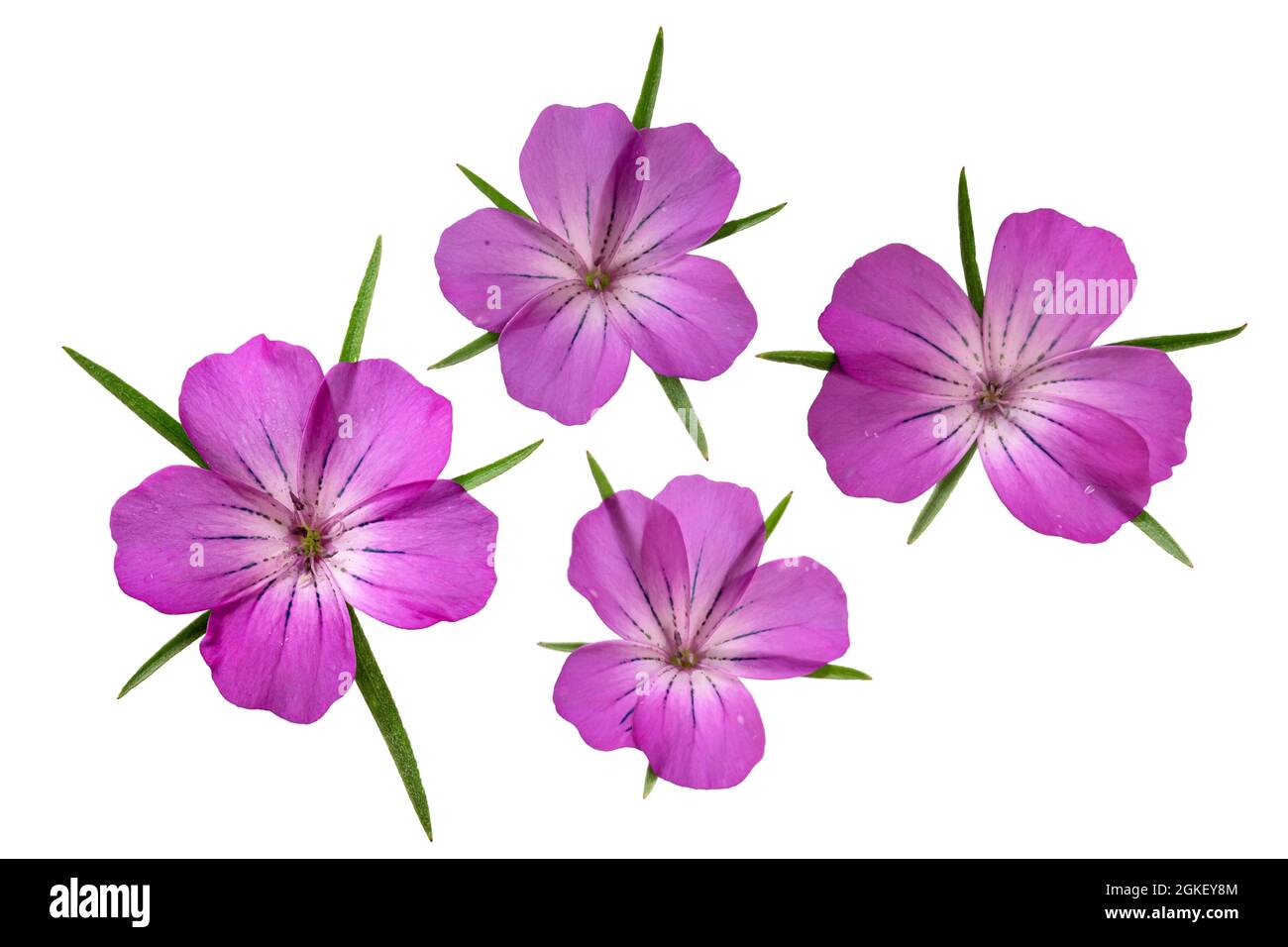 Common corncockle (Agrostemma githago) corn wheel, corn clove, corn ...