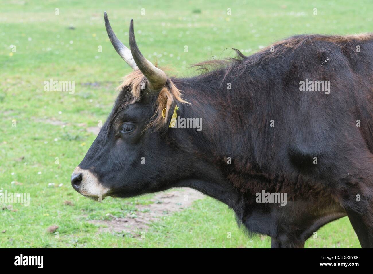 Rear view cattle hi-res stock photography and images - Alamy