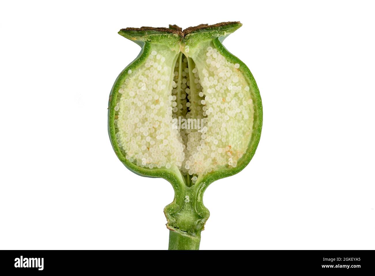 Poppy seed capsule, Opium poppy (Papaver somniferum) nature park Park ...