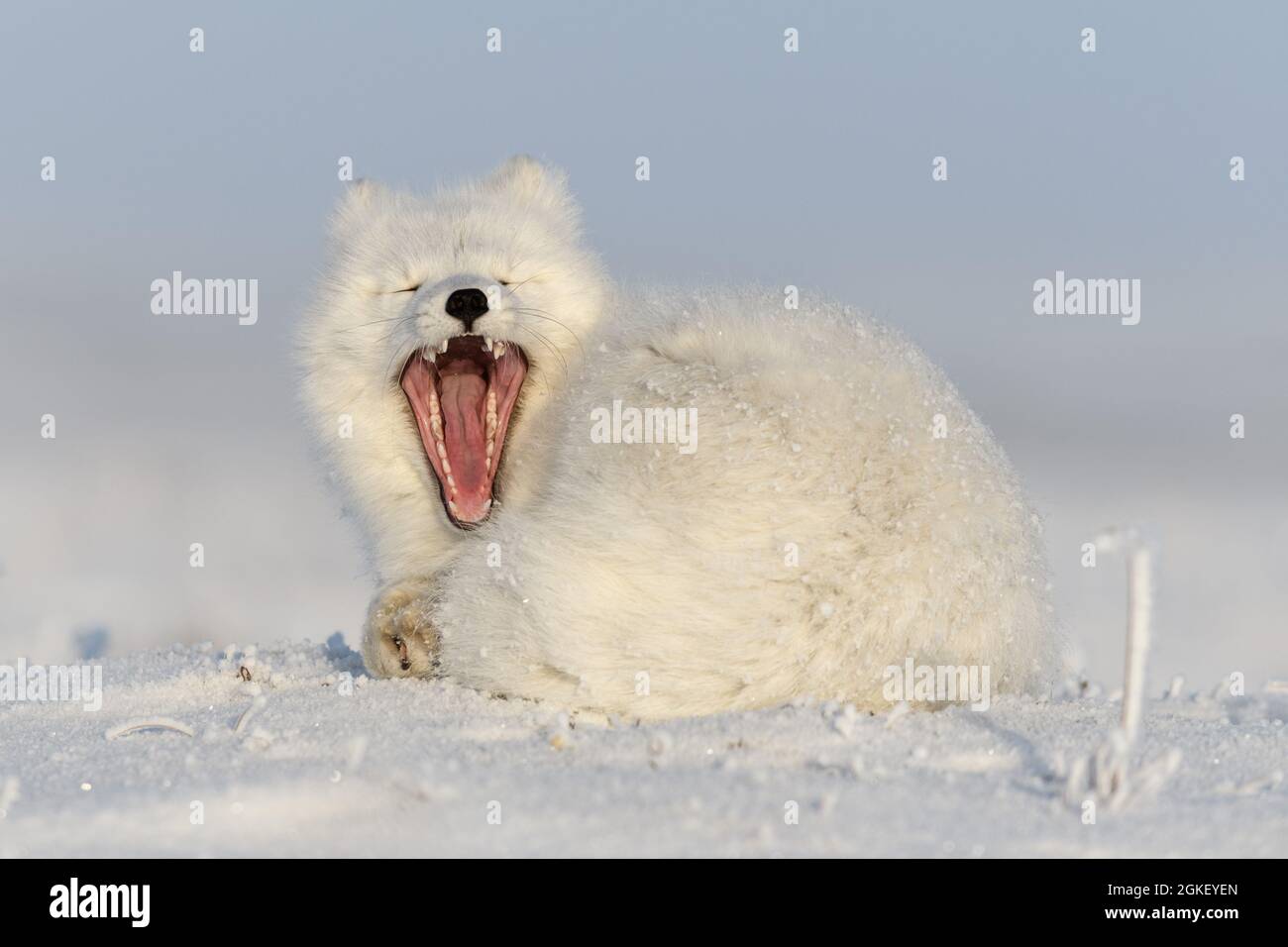 Wild arctic fox (Vulpes Lagopus) in tundra in winter time. White arctic fox yawning Stock Photo ...