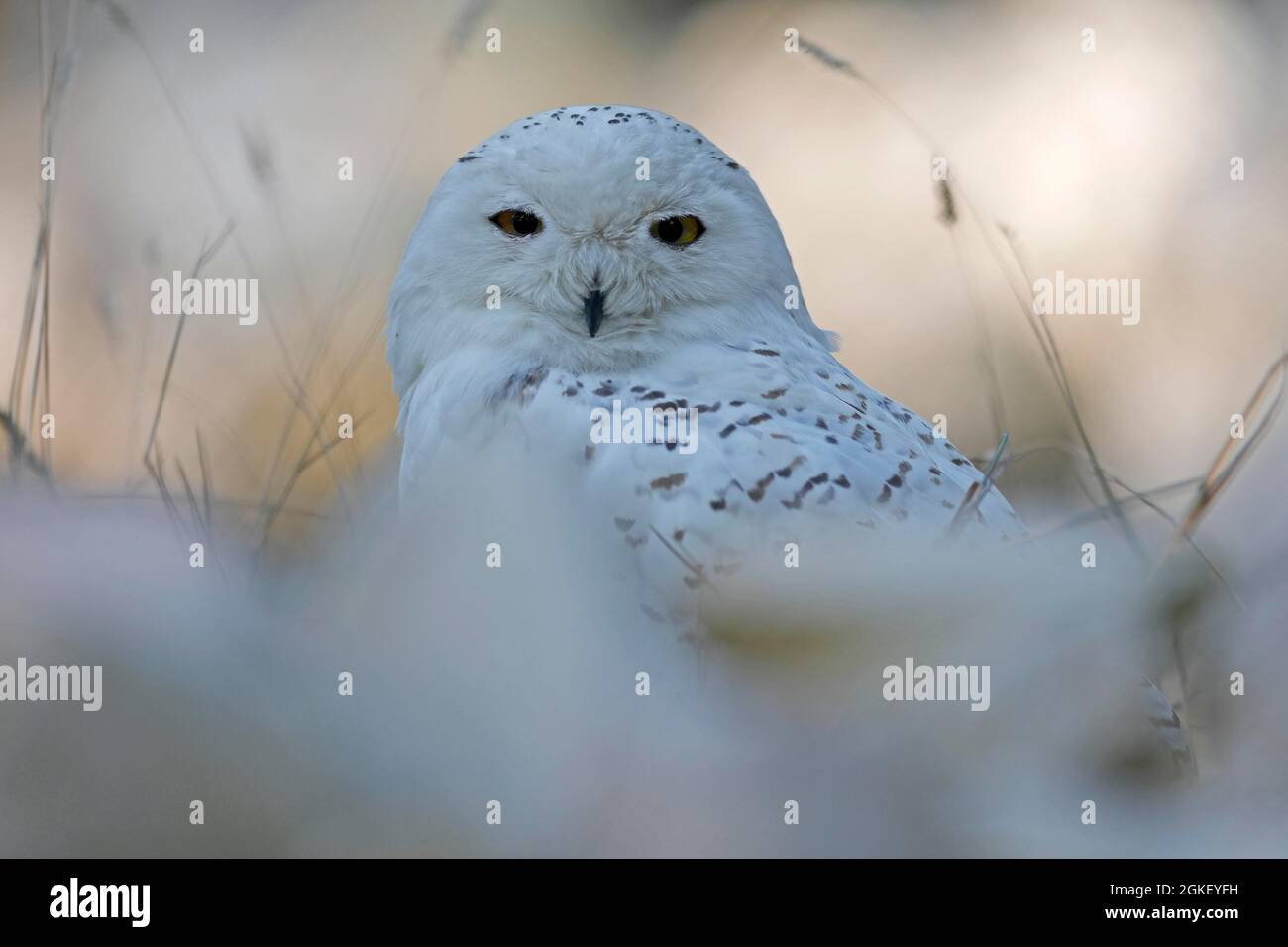 Snowy owl face hi-res stock photography and images - Alamy