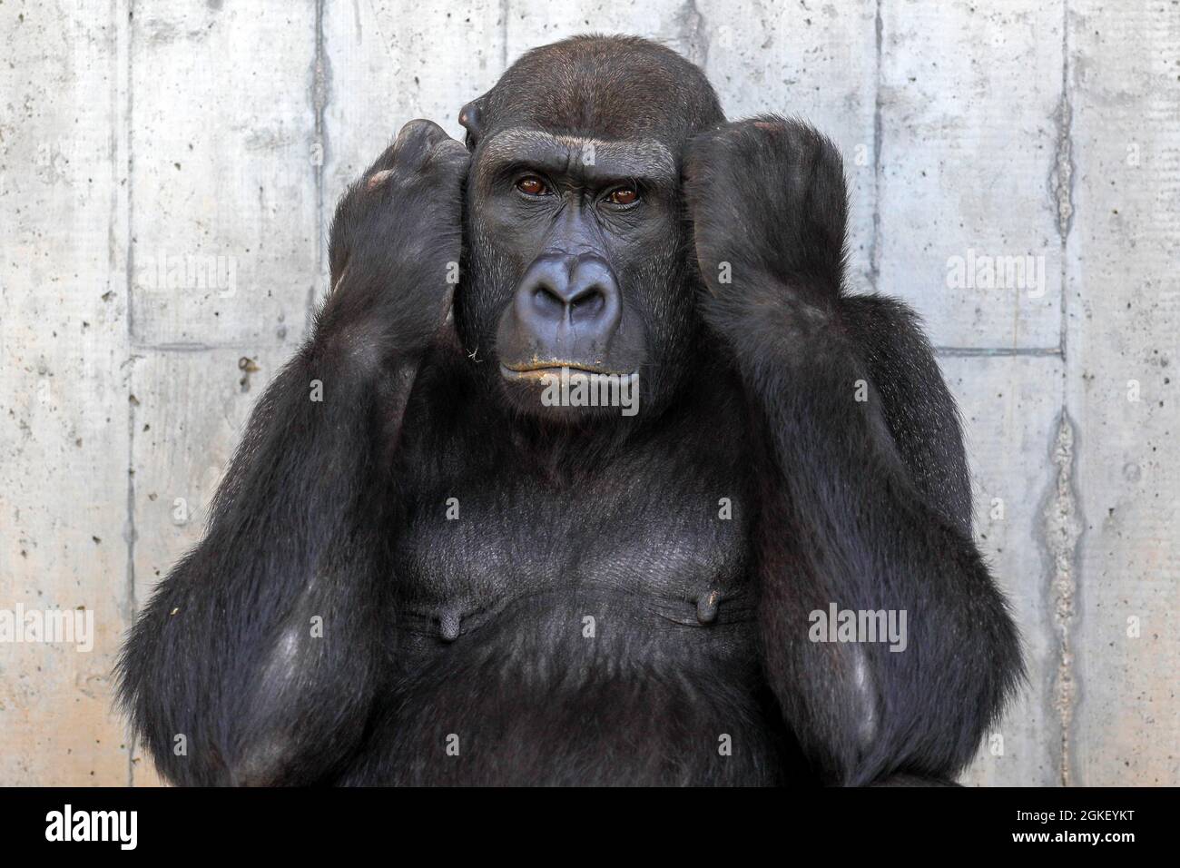 Western lowland gorilla (Gorilla gorilla), female, captive Stock Photo ...