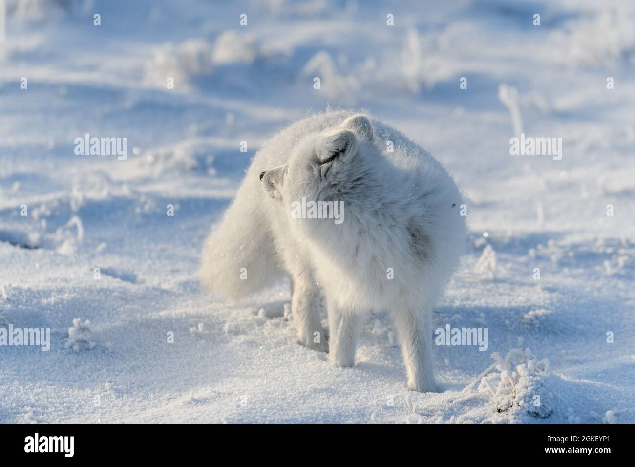 Wild arctic fox (Vulpes Lagopus) in tundra in winter time. White arctic ...