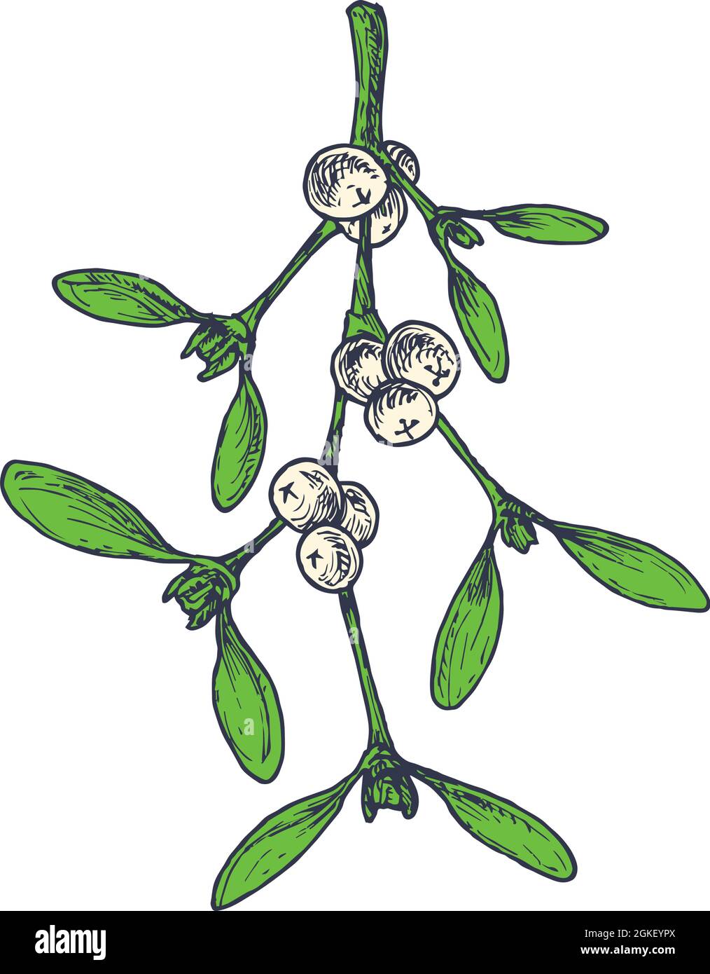 Mistletoe with berries and leaves hi-res stock photography and images ...