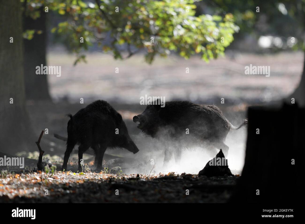 Wild boar attack hi-res stock photography and images - Alamy