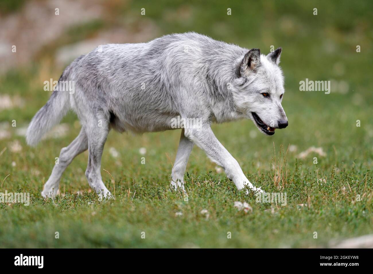 Algonquin wolf hi-res stock photography and images - Alamy