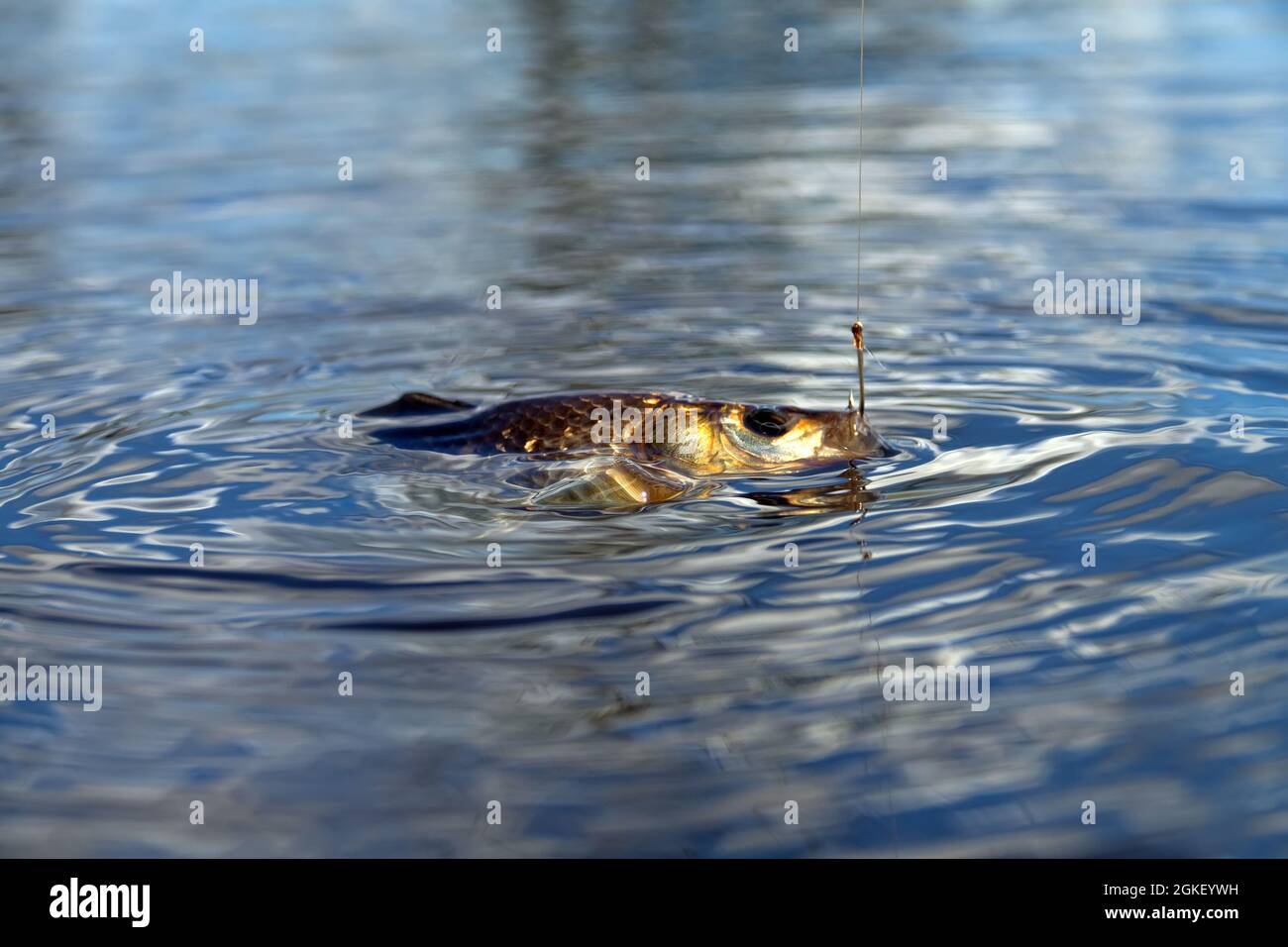 Fishing for carp on a cork float rod. The Northern reservoir and ...