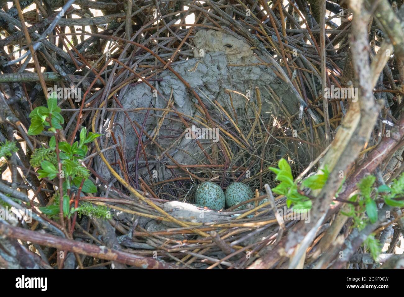 Magpie (Pica pica) nest is complex in structure. Massive elliptical ...