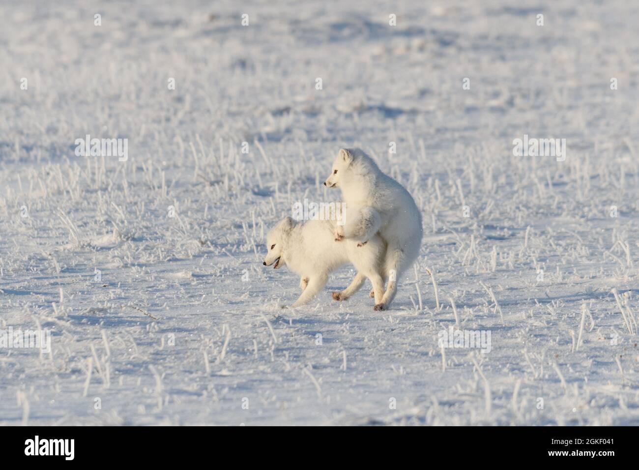 Two arctic foxes (Vulpes Lagopus) in wilde tundra. Arctic fox playing ...