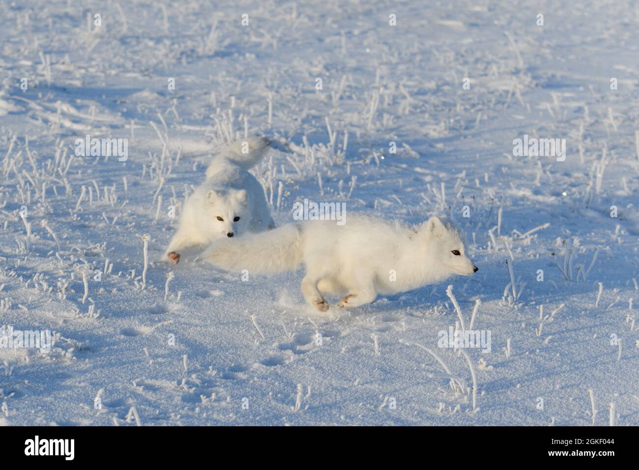 Two arctic foxes (Vulpes Lagopus) in wilde tundra. Arctic fox playing ...