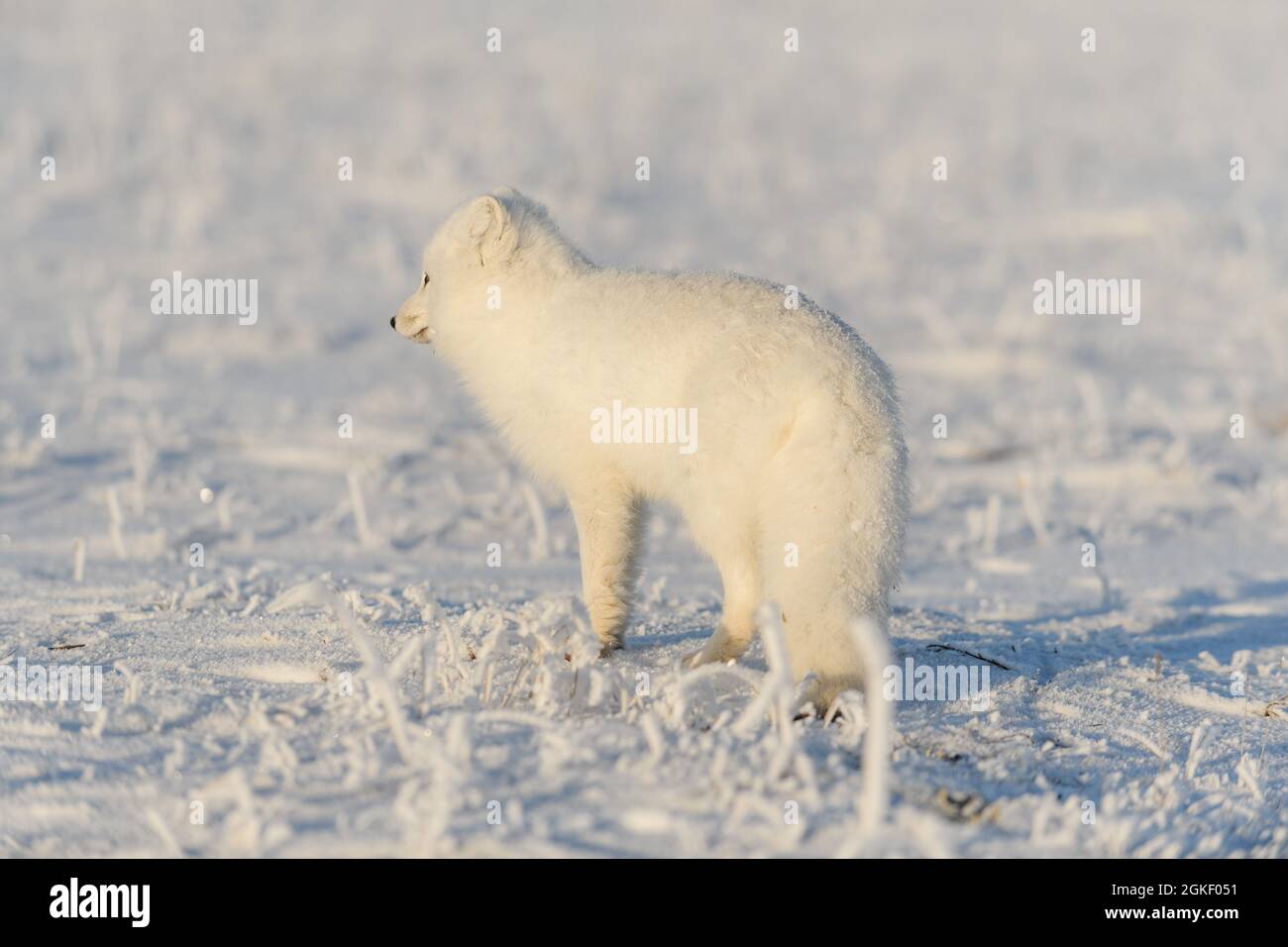 Wild arctic fox (Vulpes Lagopus) in tundra in winter time. White arctic ...