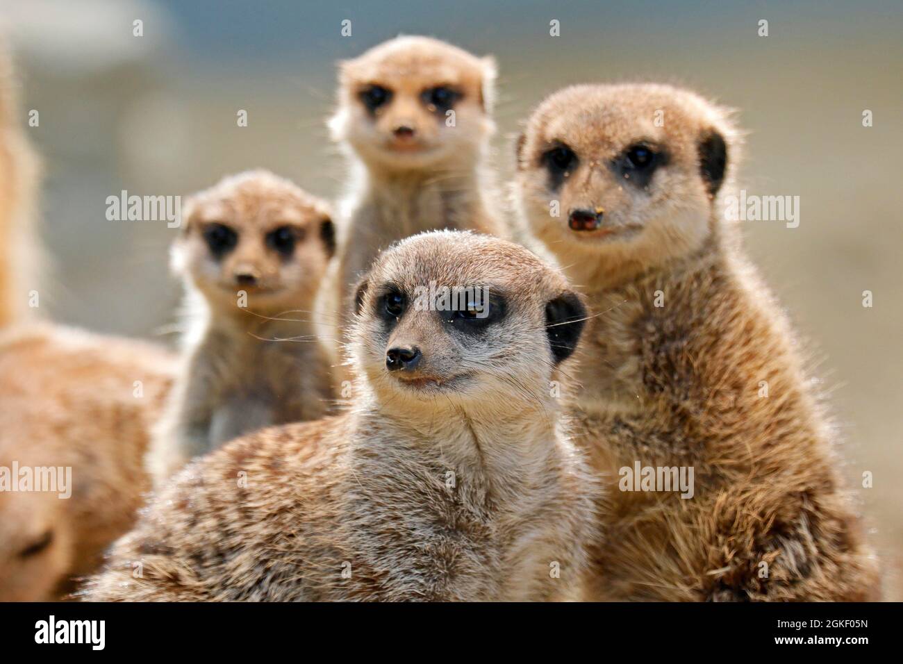 Meerkat (Suricata suricatta), young, captive Stock Photo - Alamy