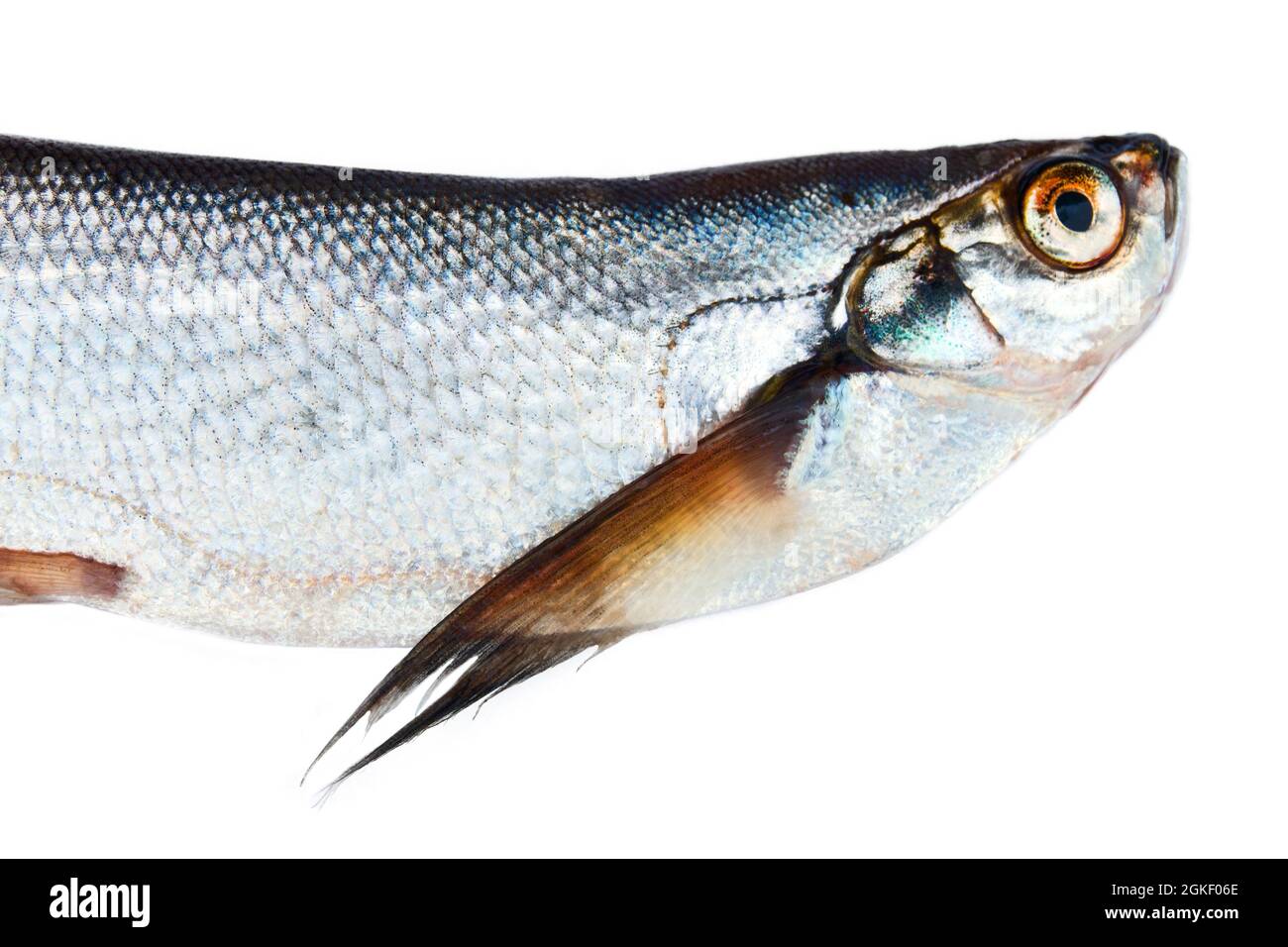 Silver fish portrait on white background. Sabrefish (Pelecus cultratus ...
