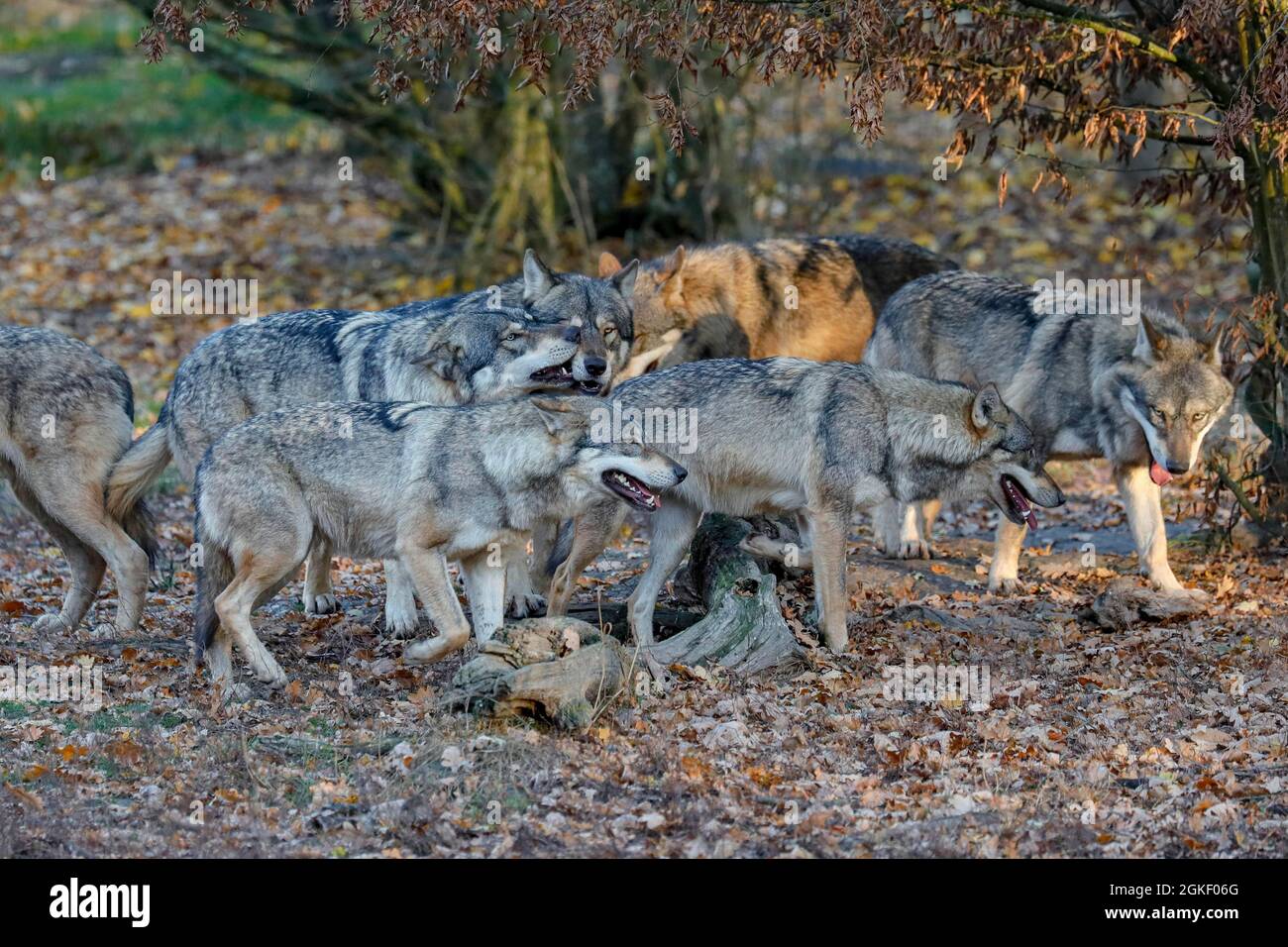 European wolf (canis lupus) captive Stock Photo - Alamy