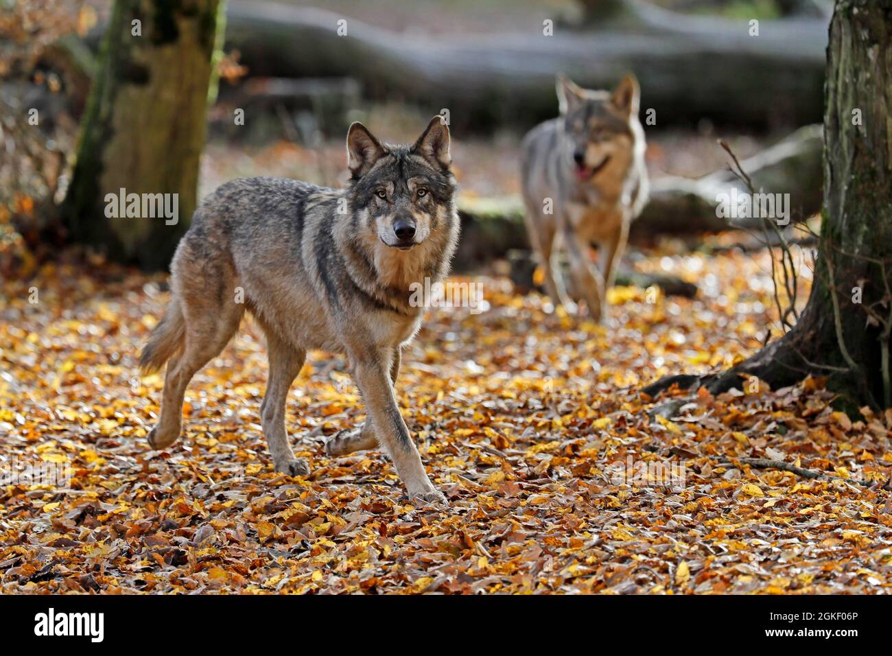 European wolf (canis lupus) captive Stock Photo - Alamy