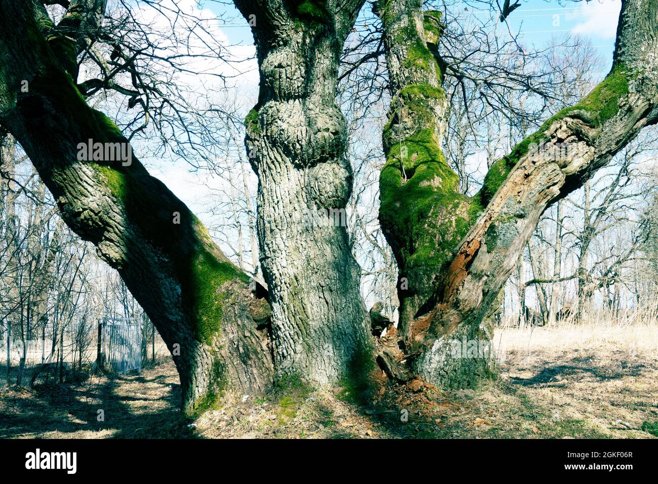 Secular tree. The triple oak tree is more than two hundred years old is ...