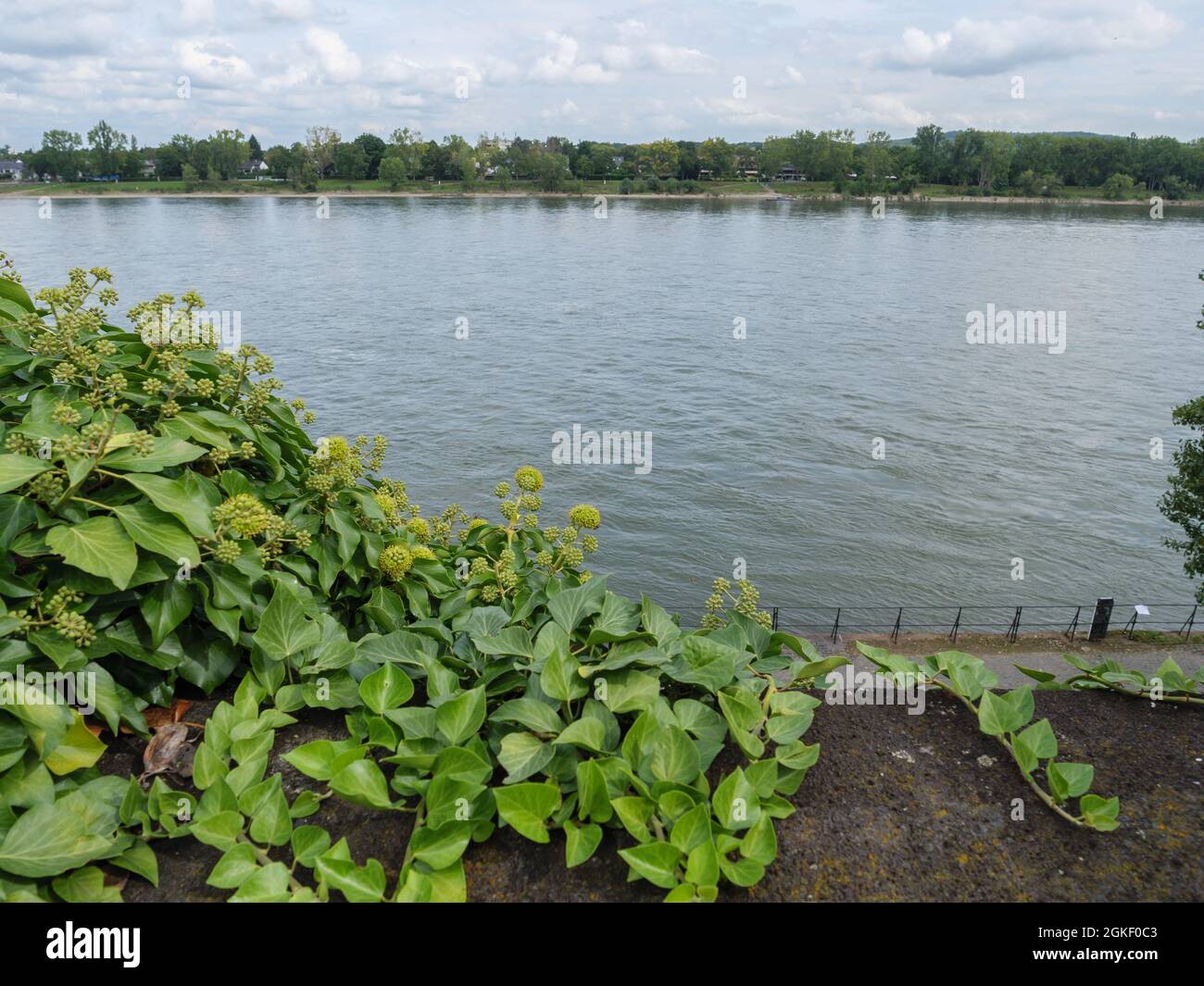 the city of Bonn and the river rhine Stock Photo - Alamy