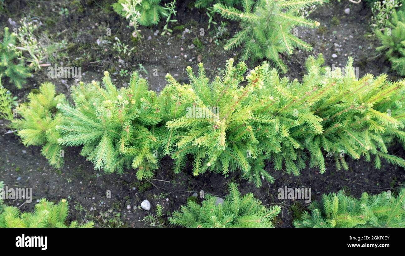 Forest nursery for growing spruce seedlings. Eastern Europe forestry ...