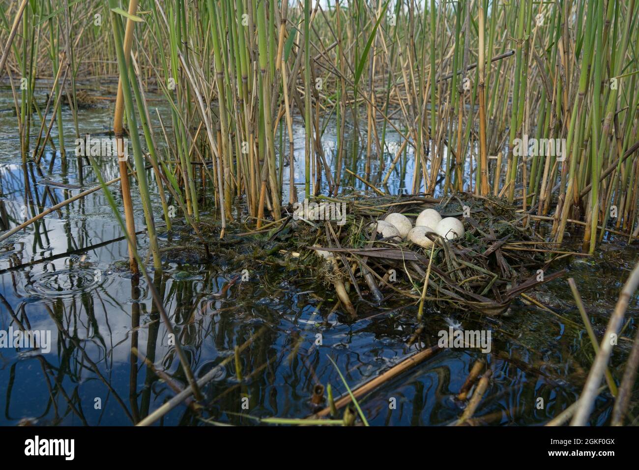 Bird's Nest Guide. Nidology. Slavonian grebe (Podiceps auritus ...