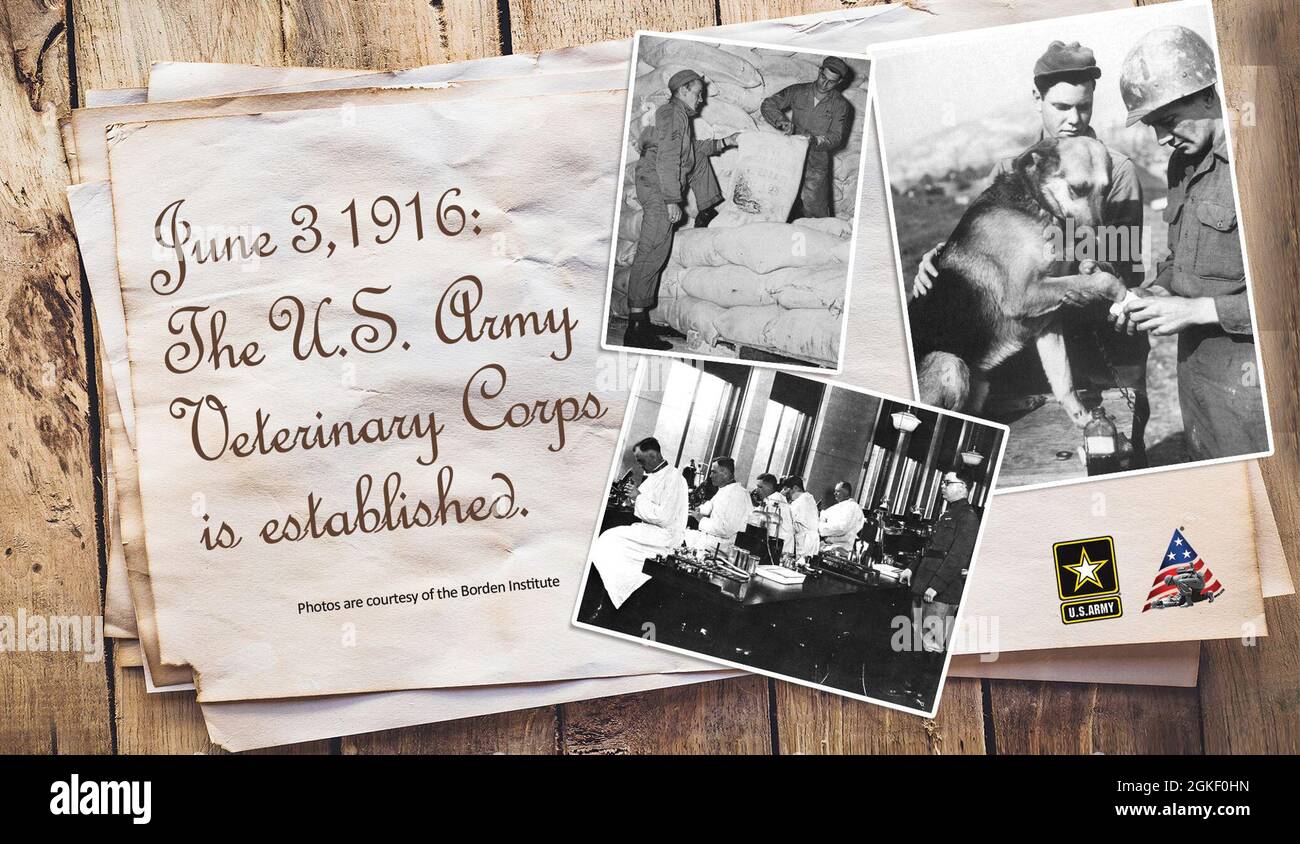 Us army veterinary corps hi-res stock photography and images - Alamy