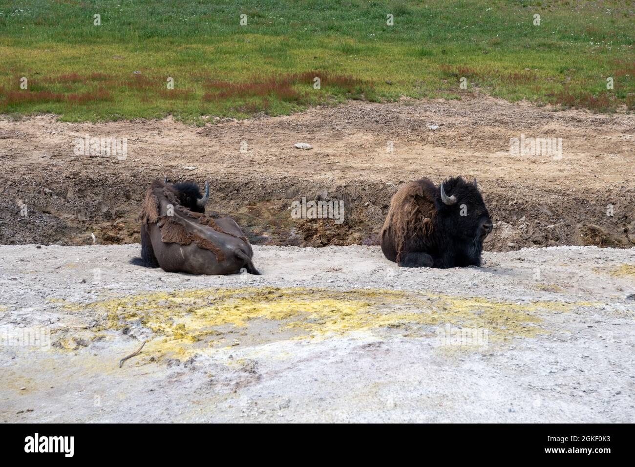 Two bison relaxing in the Mud Volcano geothermal area of Yellowstone ...
