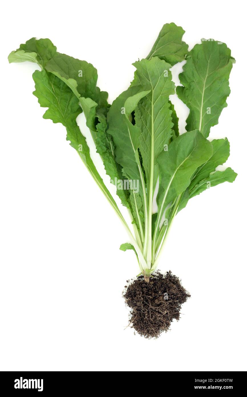 Healthy organic rocket plant with leaves and earth root ball. Immune ...