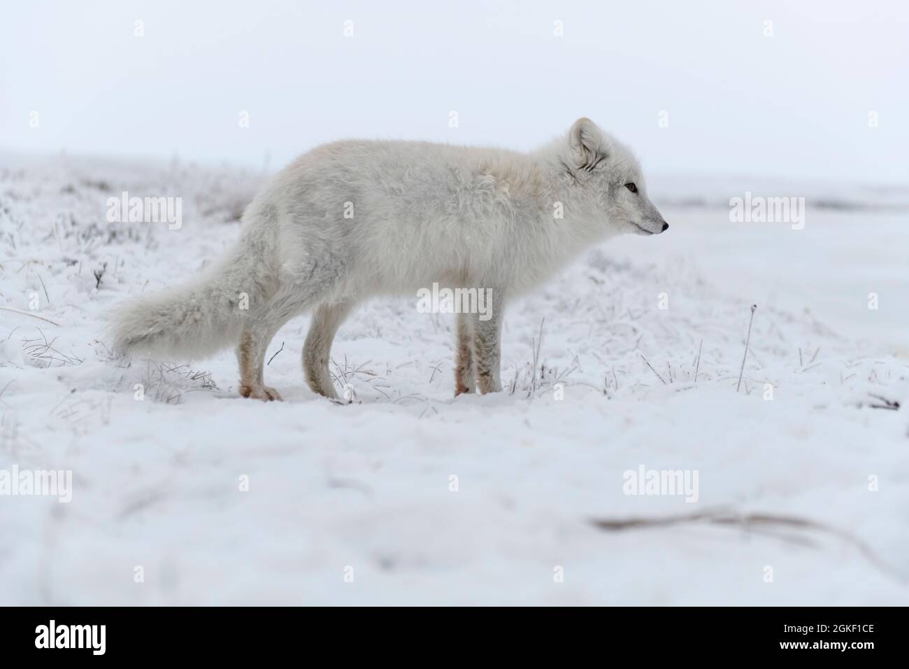 Wild arctic fox (Vulpes Lagopus) in tundra in winter time. White arctic ...