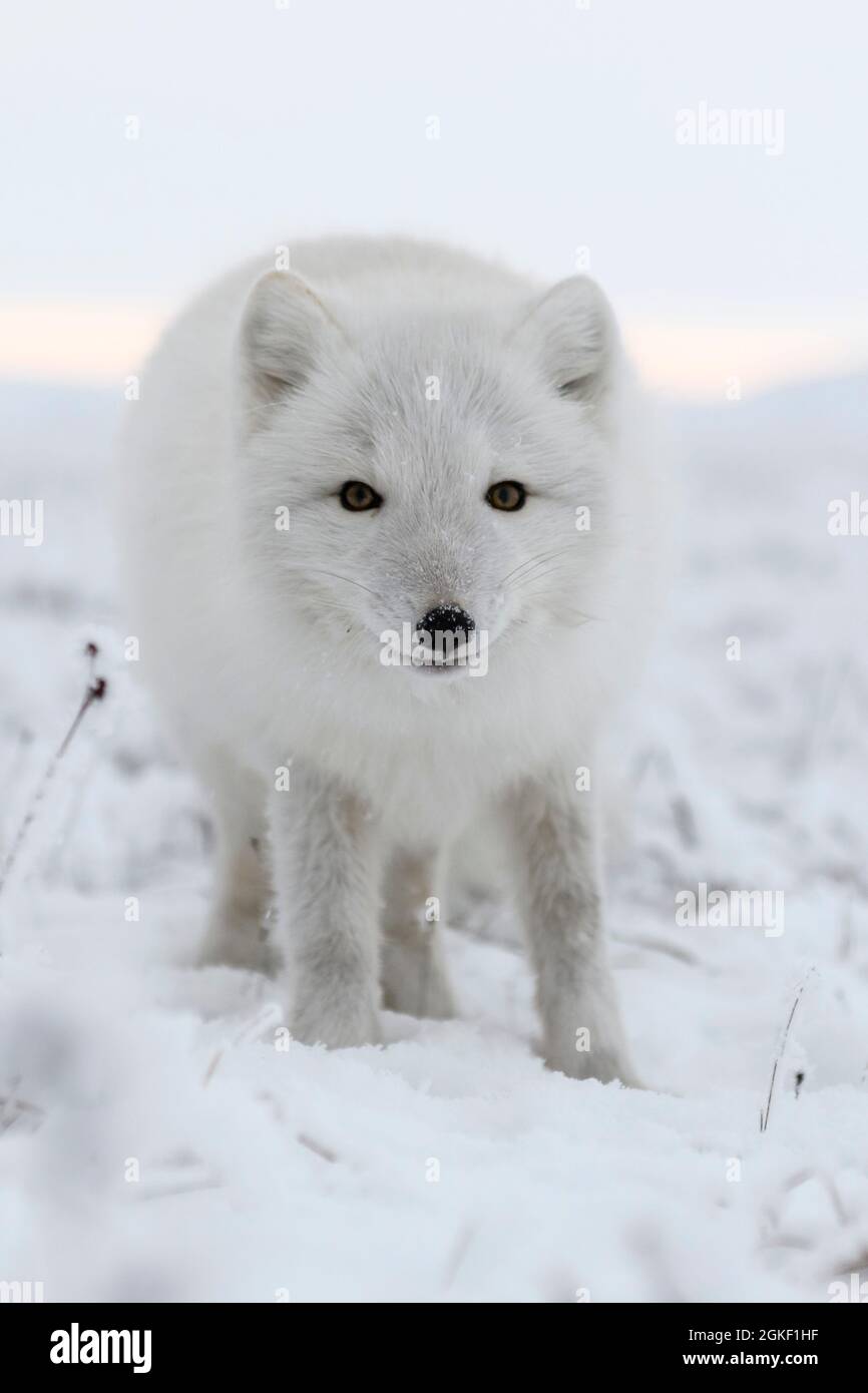 Wild arctic fox (Vulpes Lagopus) in tundra in winter time. White arctic ...