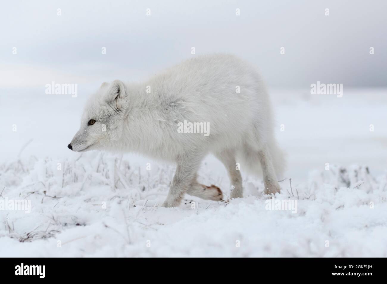 Wild arctic fox (Vulpes Lagopus) in tundra in winter time. White arctic ...