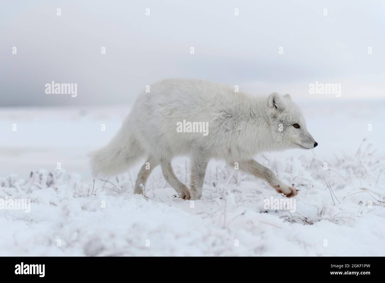Wild arctic fox (Vulpes Lagopus) in tundra in winter time. White arctic ...