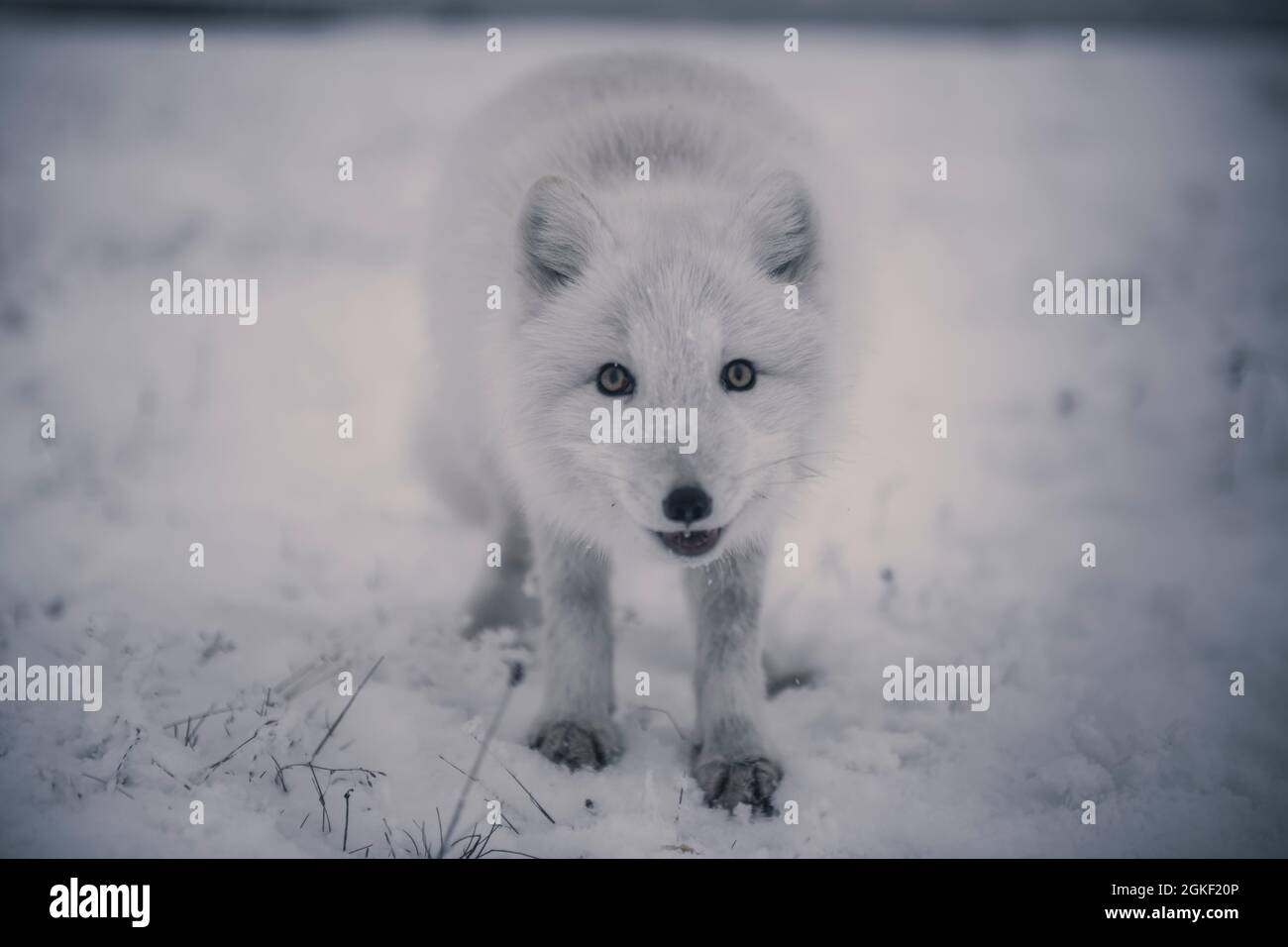 Wild arctic fox (Vulpes Lagopus) in tundra in winter time. White arctic ...